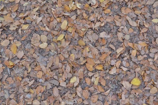 leaves on the ground texture 0043 - Texturelib
